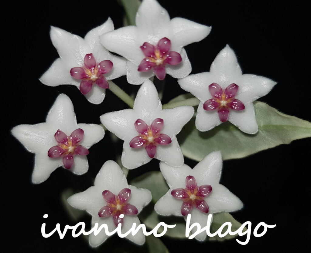 Hoya bella (outer variagated) – prva Hoja u cvetu – Ivanino blago